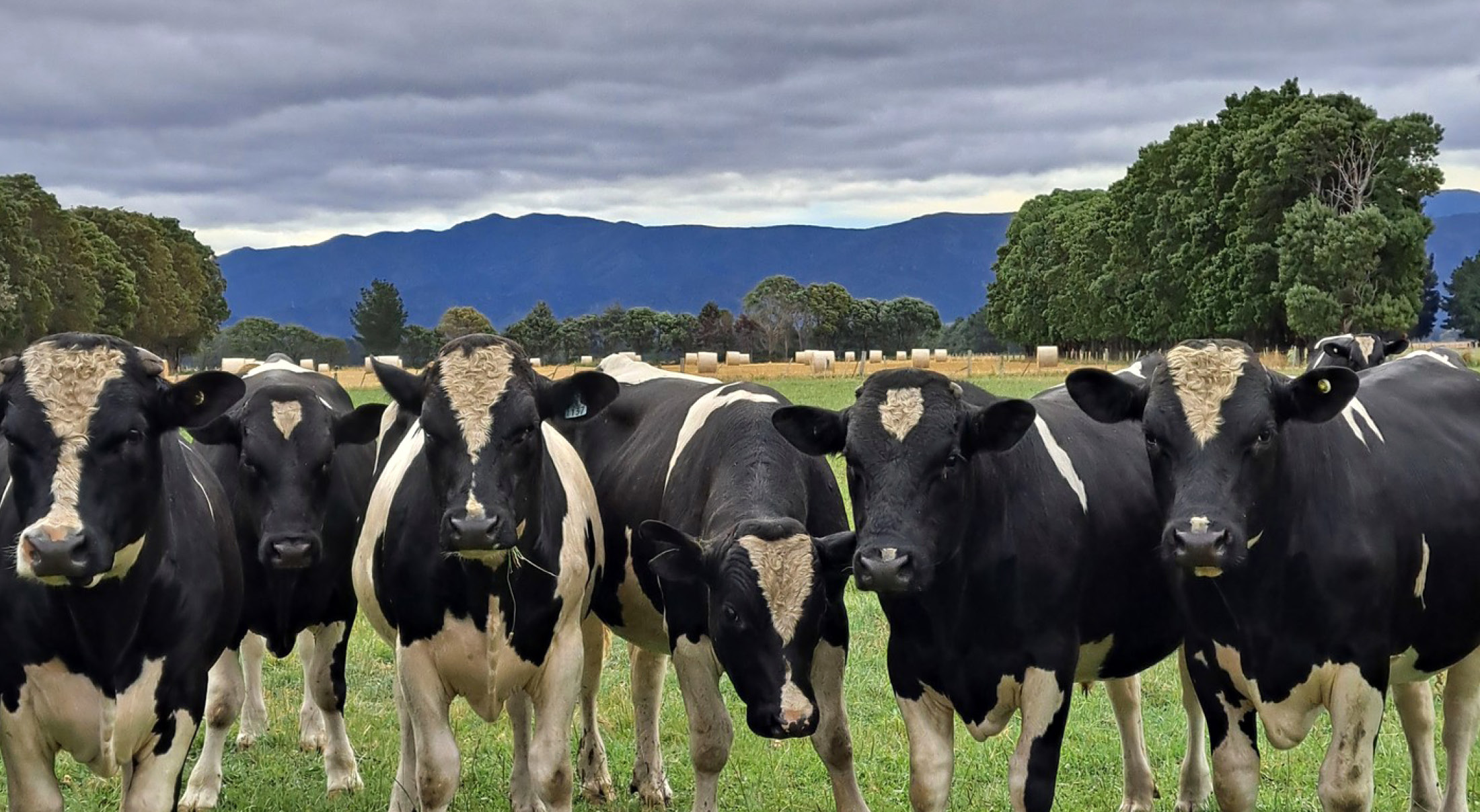 Dairy service bull sales under way soon | PGG Wrightson